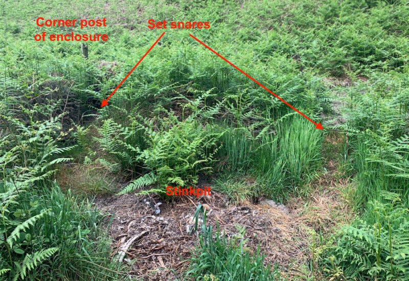 The Ex-League Investigations Team – What Now? | Wildlife Guardian