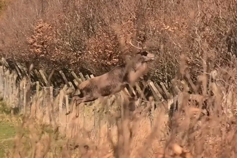 Wildlife Guardian - Fox Hunting and Terrier Work
